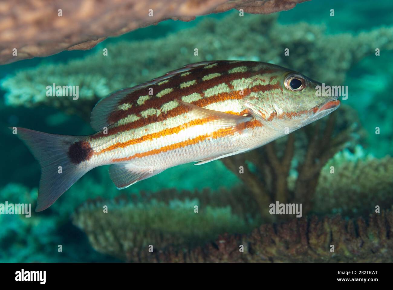 Checkered Snapper, Lutjanus decussatus, South Point dive site, Sipadan ...