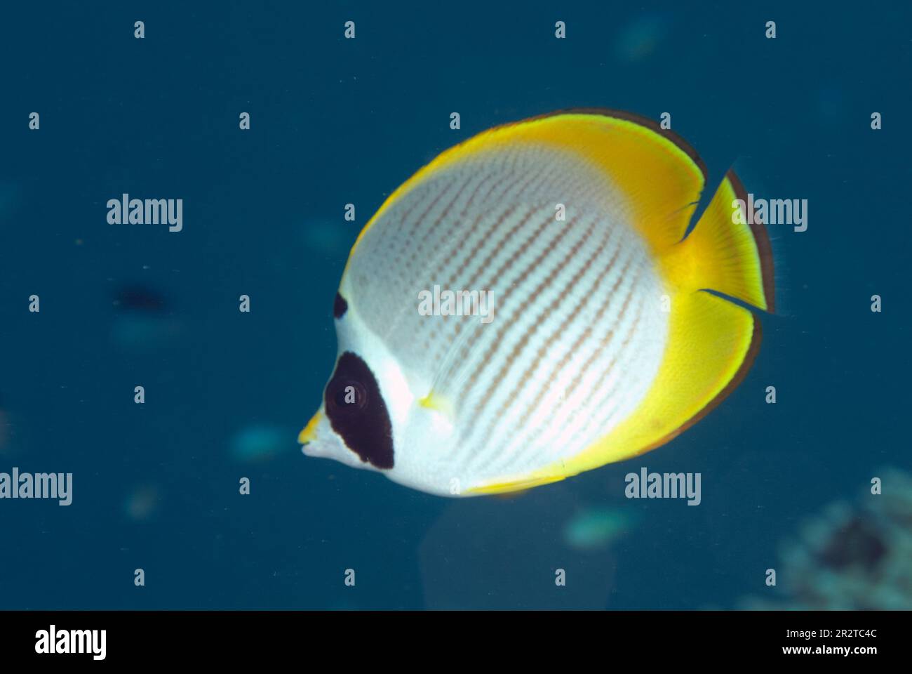 Panda Butterflyfish, Chaetodon adiergastos, South Point dive site ...