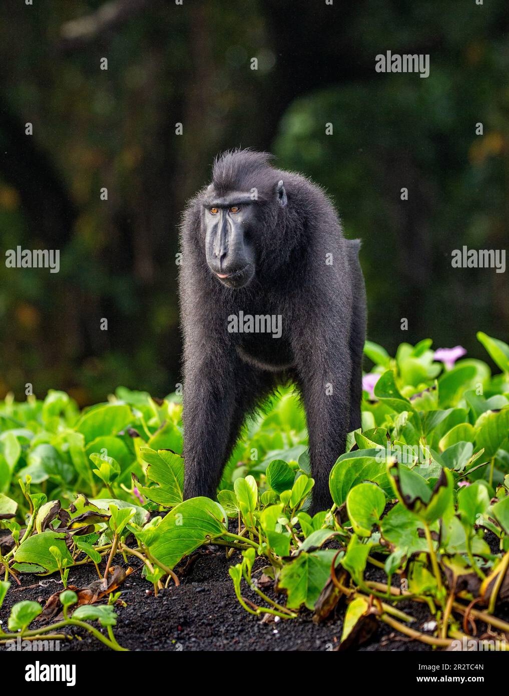Celebes crested macaque is standing on the sand against the backdrop of ...
