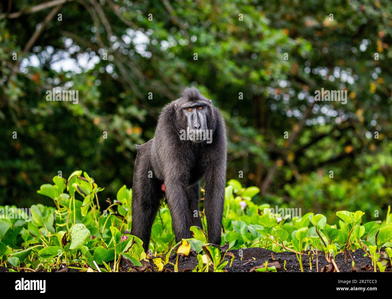 Celebes crested macaque is standing on the sand against the backdrop of ...