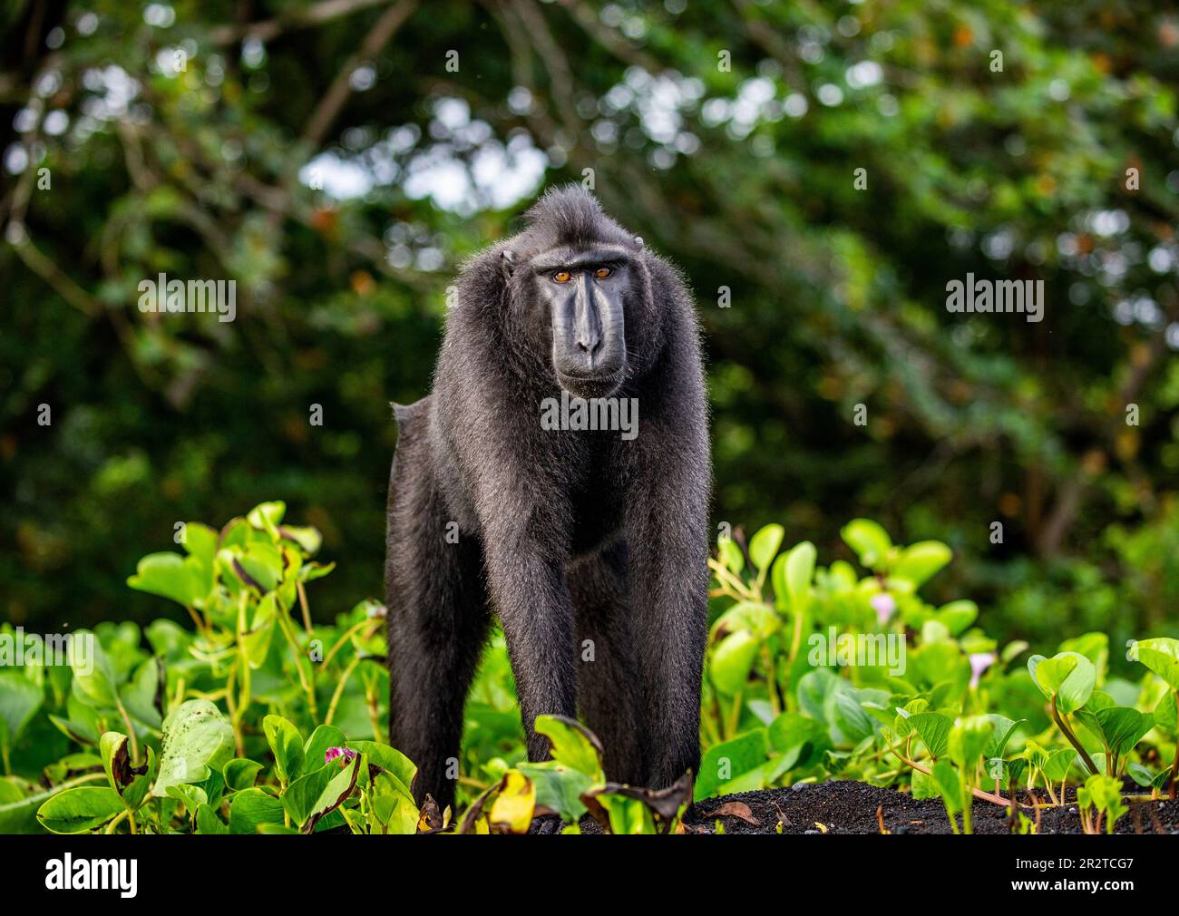 Celebes crested macaque is standing on the sand against the backdrop of ...