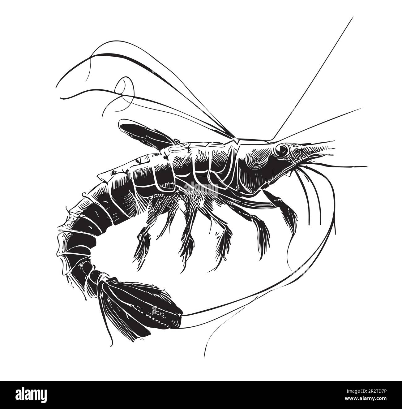Shrimp hand drawn sketch Vector illustration Sea food Stock Vector ...