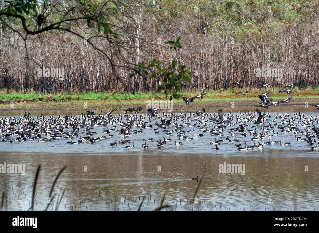 Magpie Geese, Hastie Swamp, Nth Queensland, Australia Stock Photo - Alamy