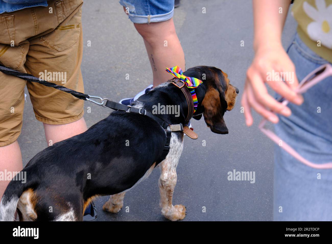 Dog wearing a rainbow dicky bow Gay Pride Brussels 2023 Stock Photo - Alamy