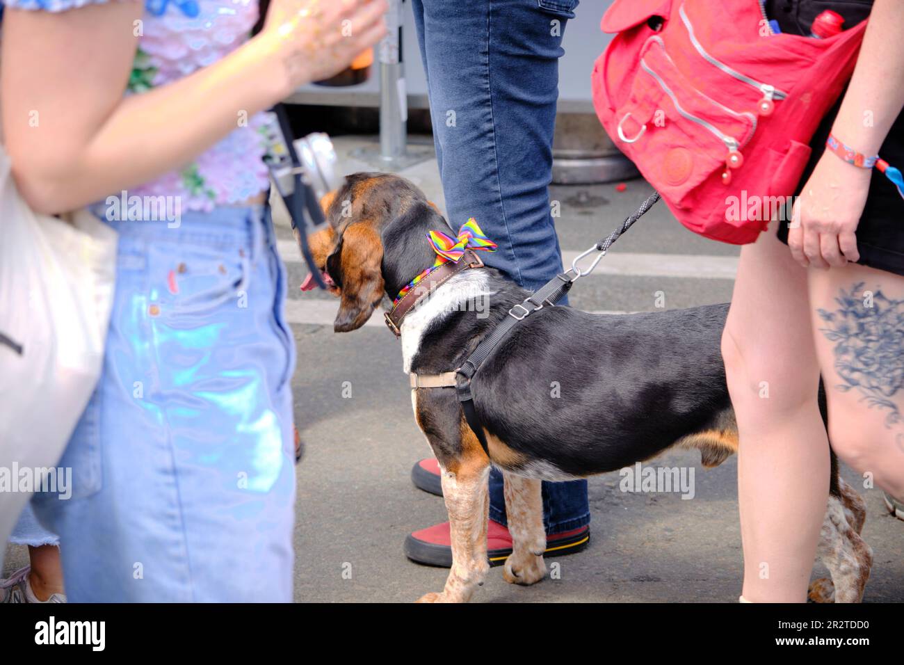 Dog wearing a rainbow dicky bow Gay Pride Brussels 2023 Stock Photo - Alamy