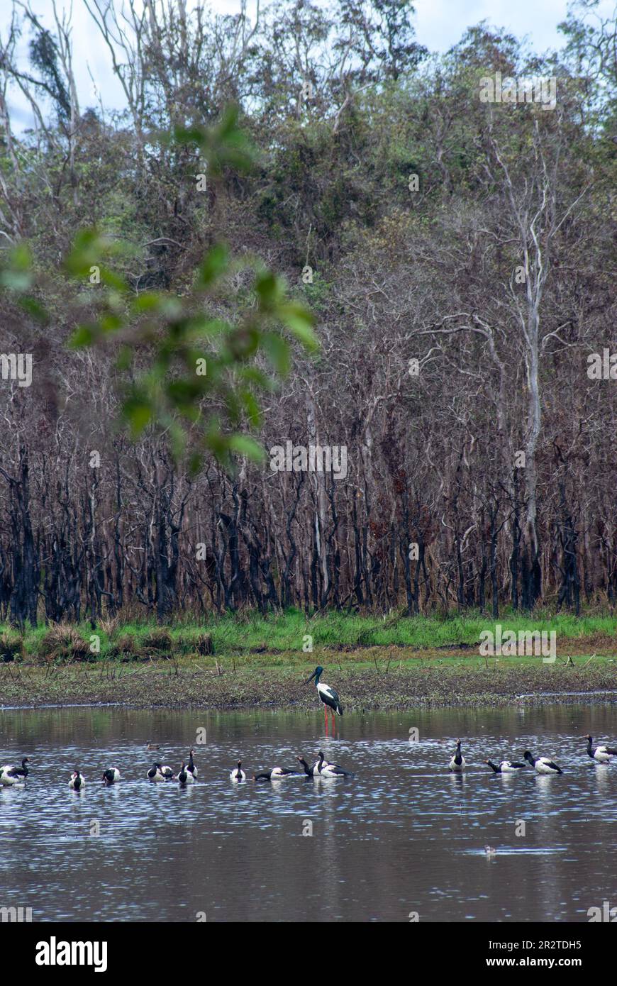 Magpie Geese, Hastie Swamp, Nth Queensland, Australia Stock Photo - Alamy
