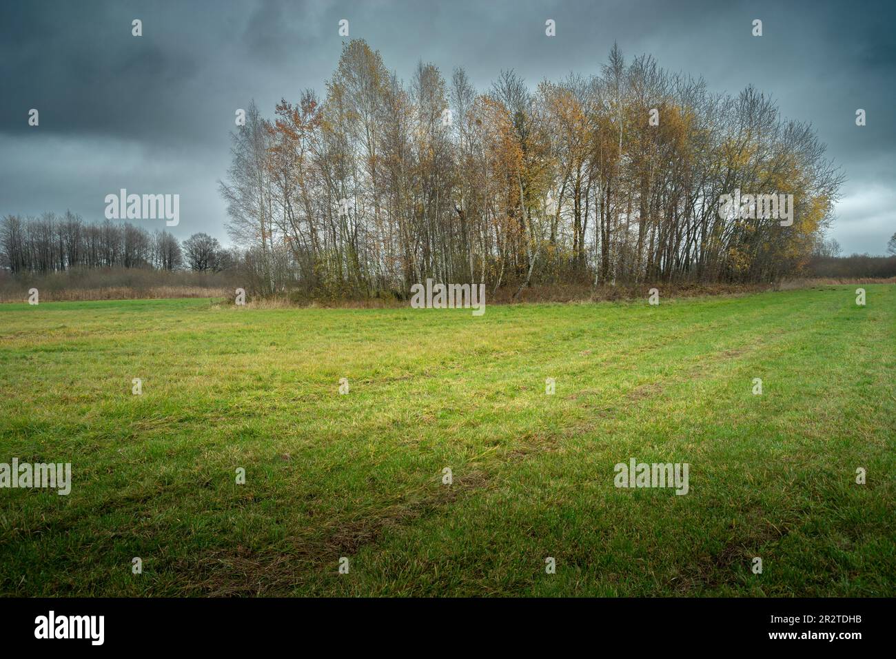 Trees behind a green meadow and a cloudy gray sky, November day Stock ...