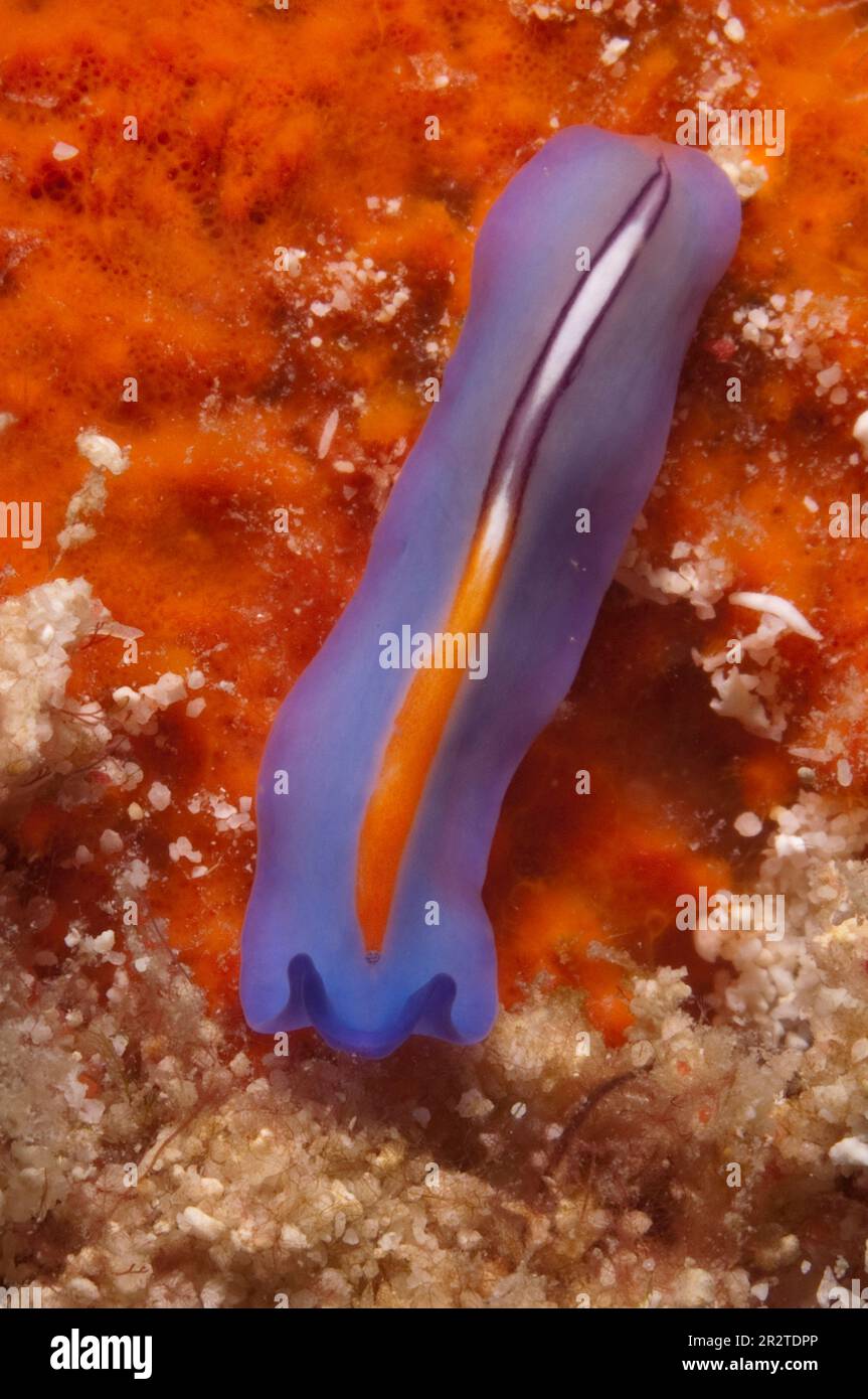 Racing Stripe Flatworm, Pseudoceros bifurcus, New Lobster Lair dive ...