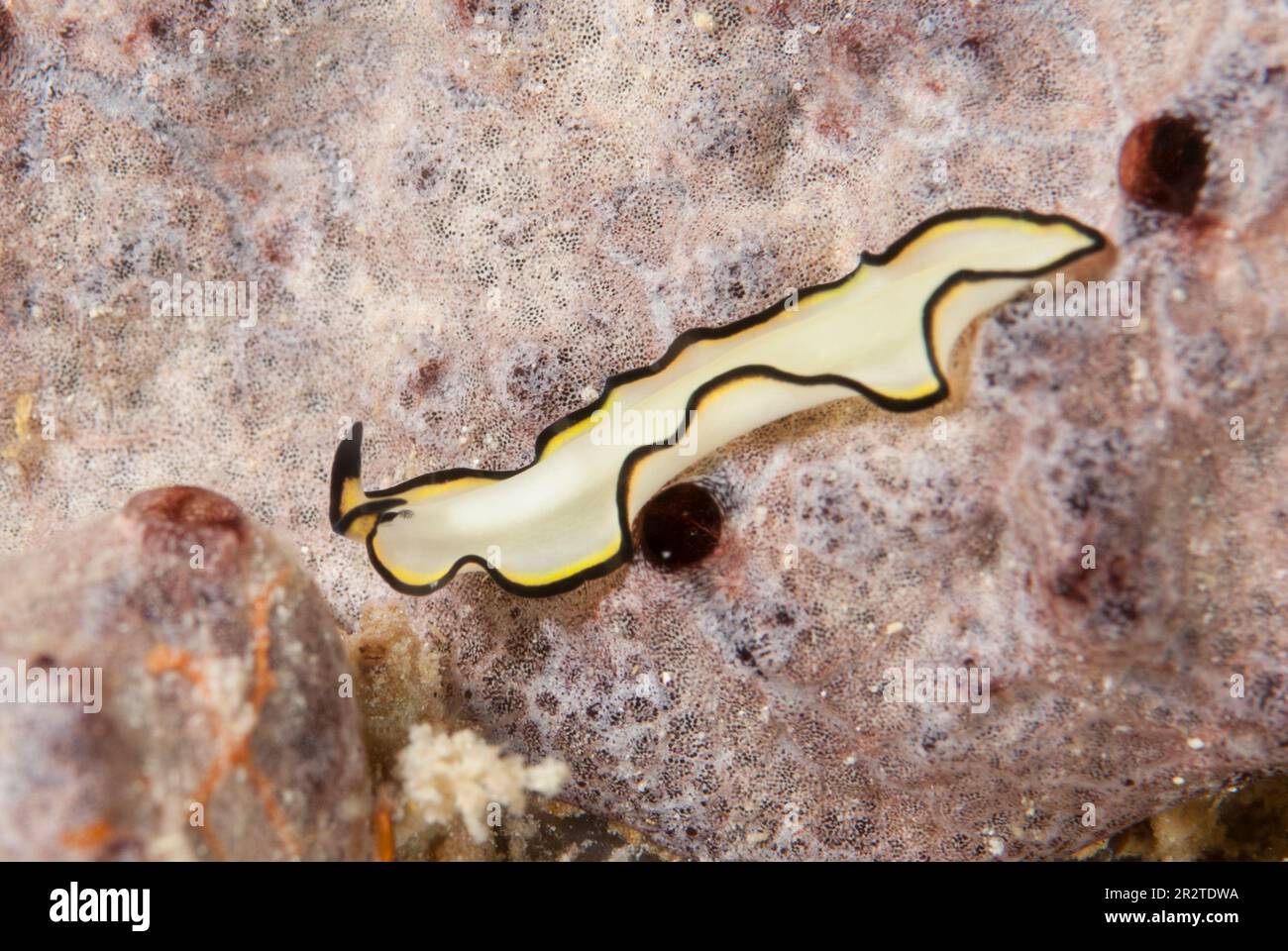 White Polyclad Flatworm, Pseudoceros bimarginatus, Sea Ventures Oil ...