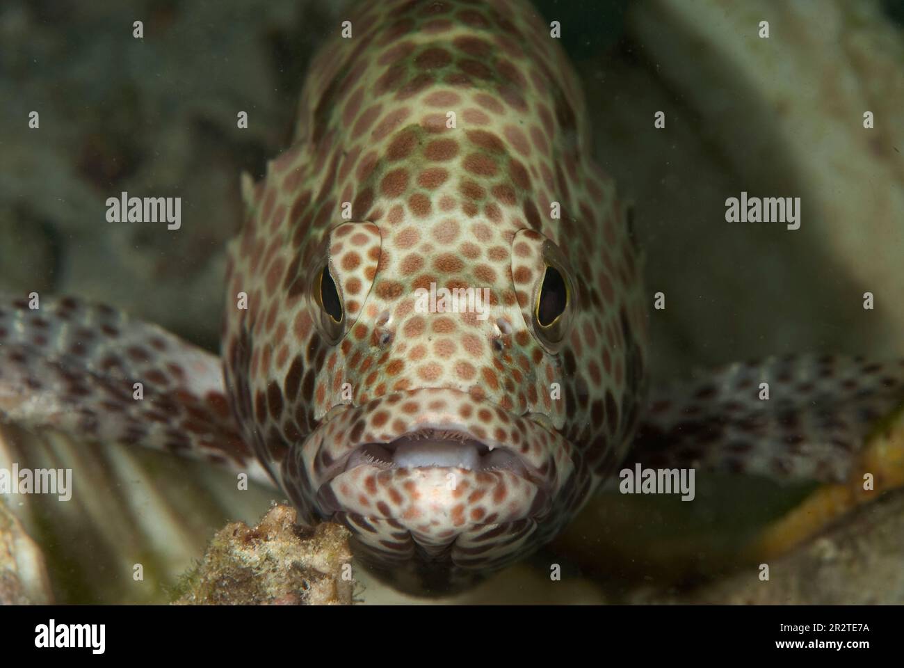 Honeycomb Grouper, Epinephelus merra, Paradise II dive site, Sipadan ...