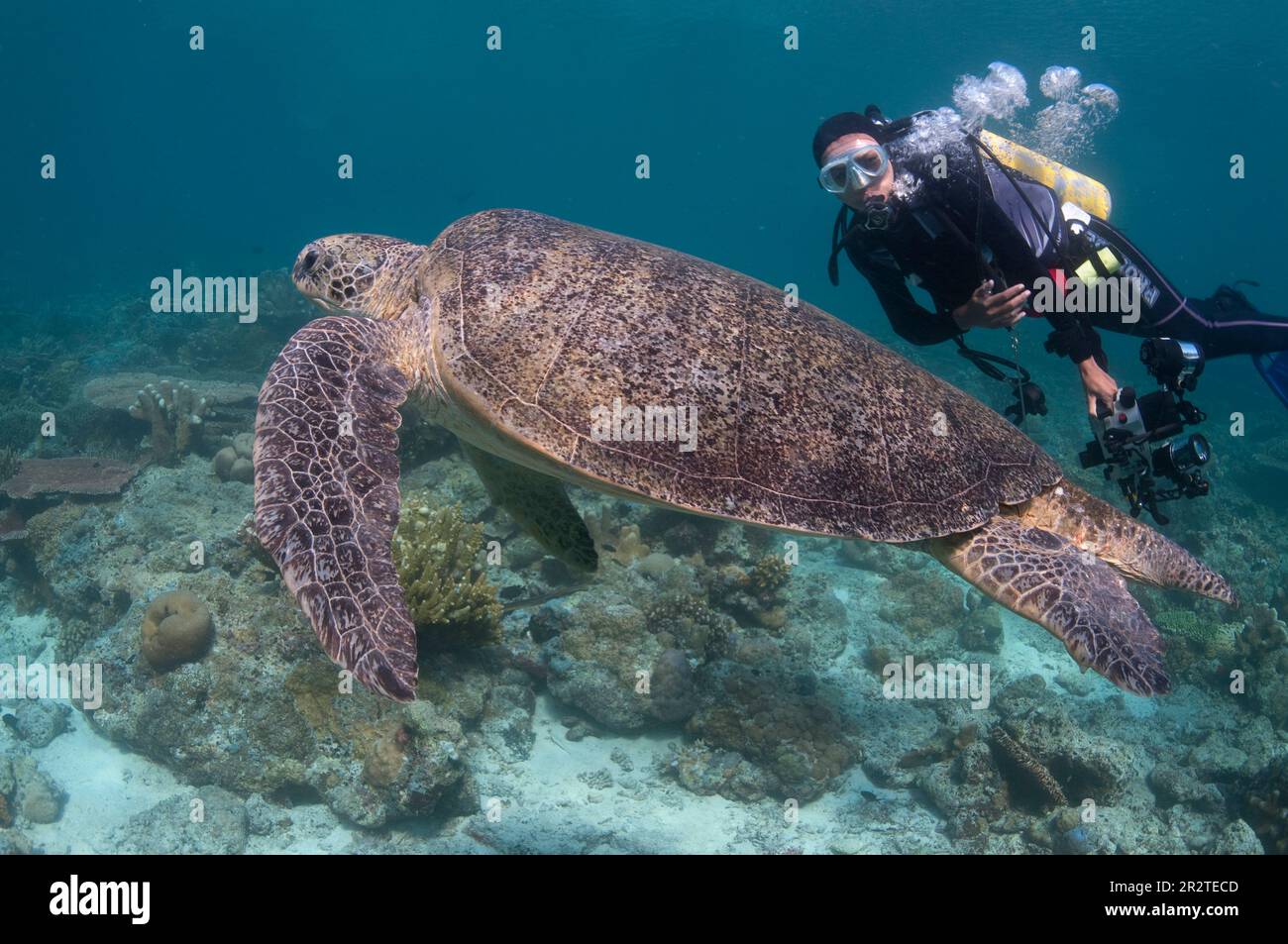 Diver watching Loggerhead Turtle, Caretta caretta, classified as ...