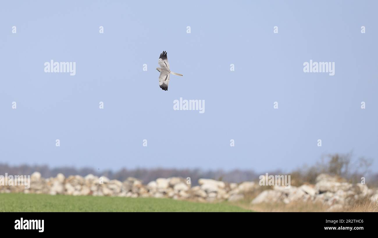 Male Montagus harrier flying over green field Stock Photo - Alamy