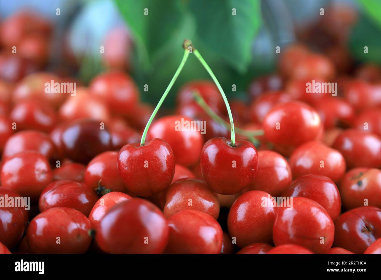 Fresh, healthy, real cherries from organic farming, ecological harvest ...