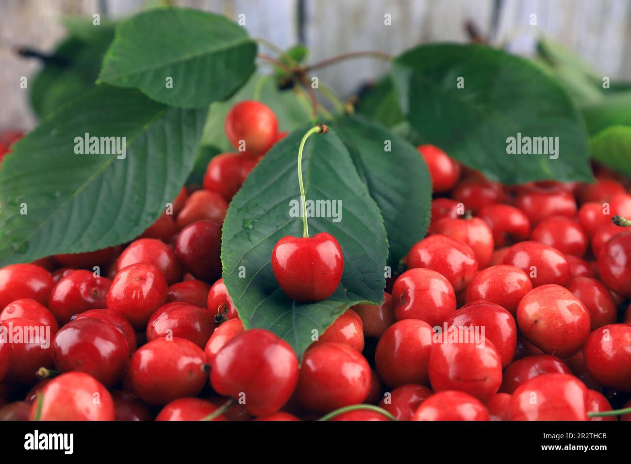 Fresh, healthy, real cherries from organic farming, ecological harvest ...