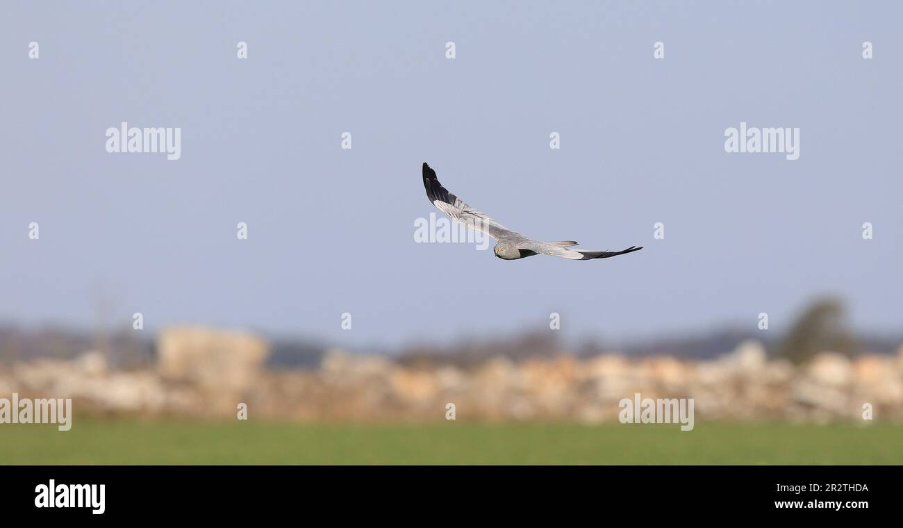 Male Montagus harrier flying over green field Stock Photo - Alamy