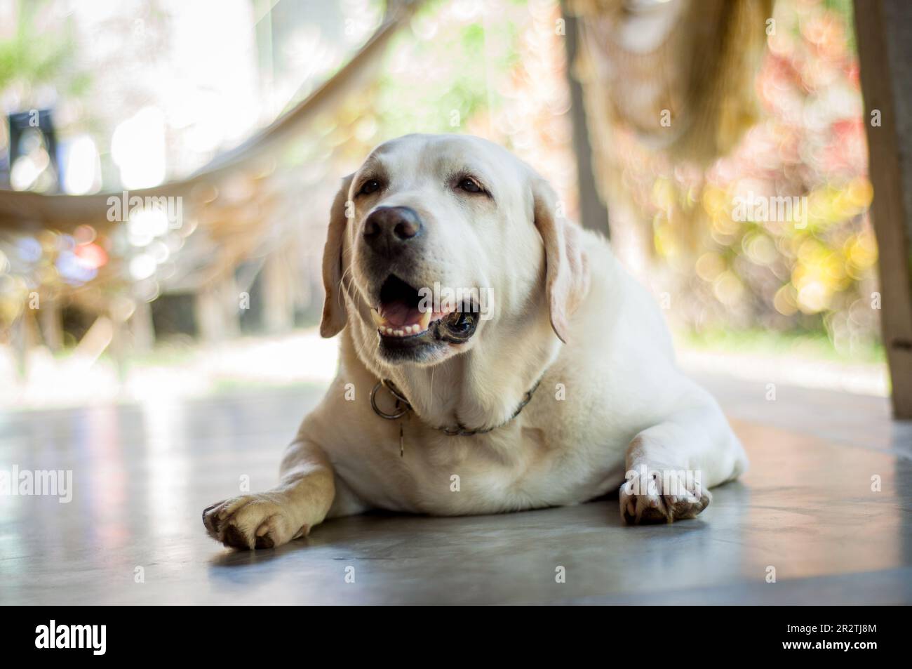 Portrait of labrador lying on the floor. Obese dog Stock Photo - Alamy
