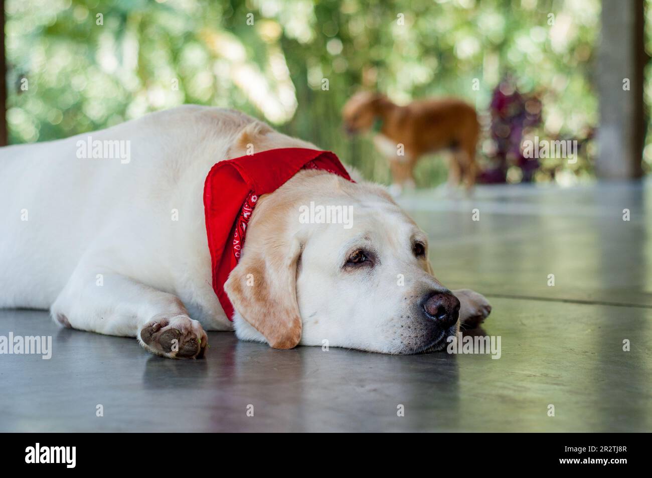 Portrait of labrador lying on the floor. Obese dog Stock Photo - Alamy