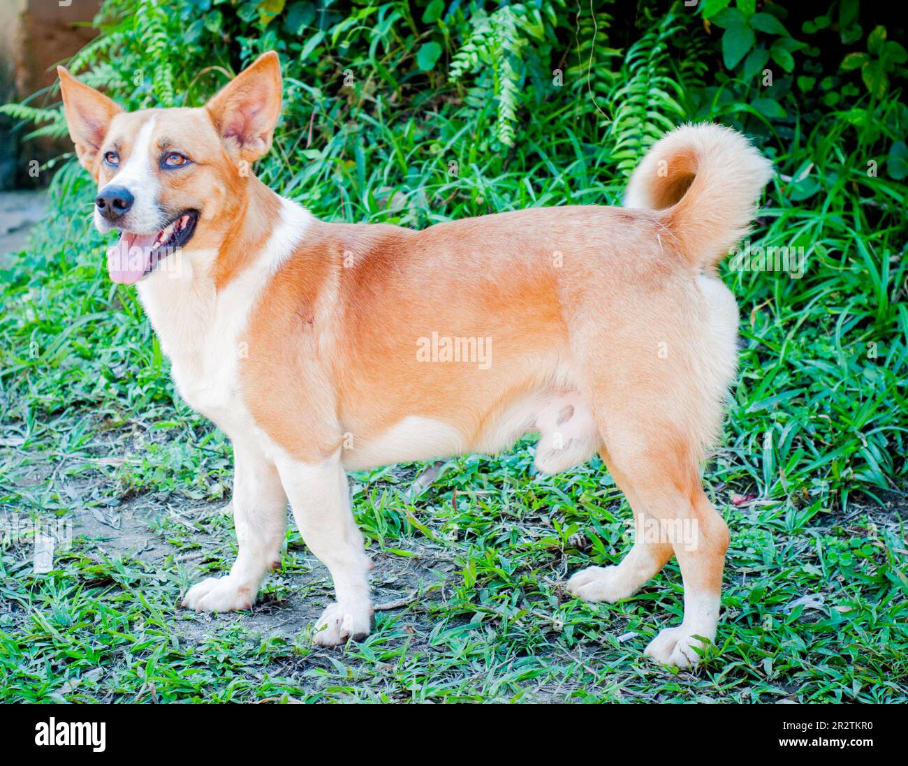 Mixed breed dog portrait Stock Photo - Alamy