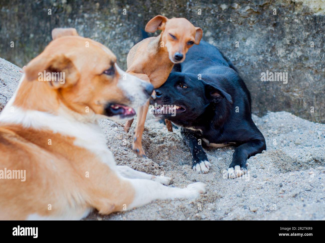 Mixed breed dog group portrait Stock Photo - Alamy