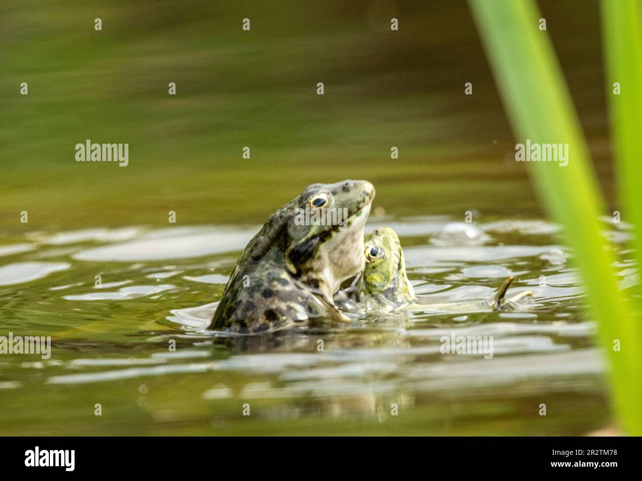 Scientific name of frog is anura hi-res stock photography and images ...