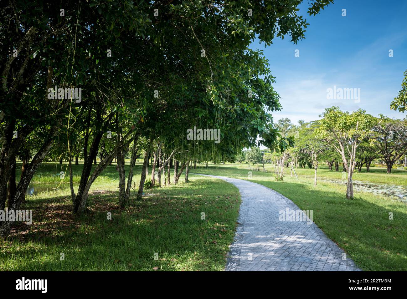 Beautiful grass field on blue clear sky with white cloud and sunshine ...