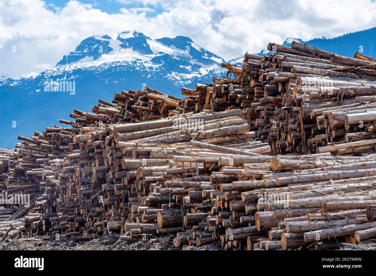 Large amounts of logs piled up in a log yard of a sawmill near ...