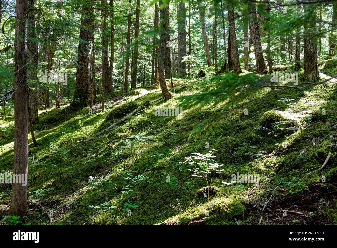 Low angle view of moss-covered forest floor on the slope of a hill with ...