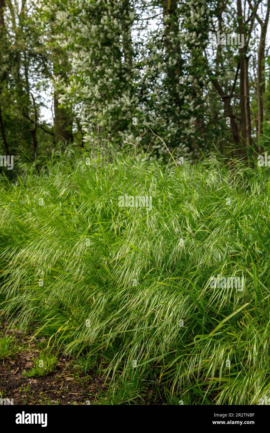 barren brome grass in the Worringer Bruch, an 8000 year old silted up ...