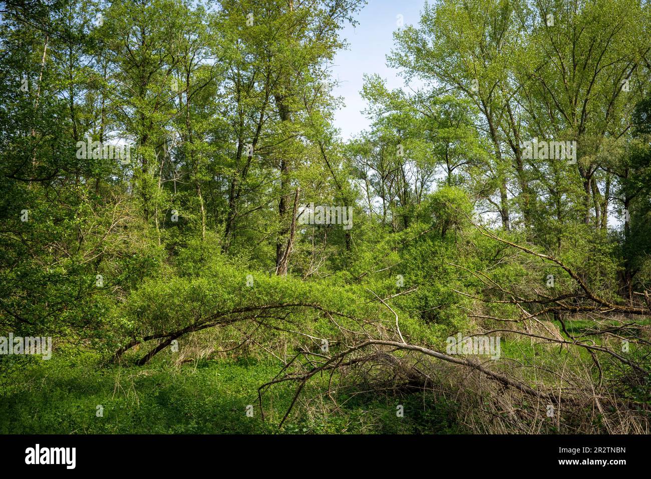 the Worringer Bruch, an 8000 year old silted up meander of the Rhine ...