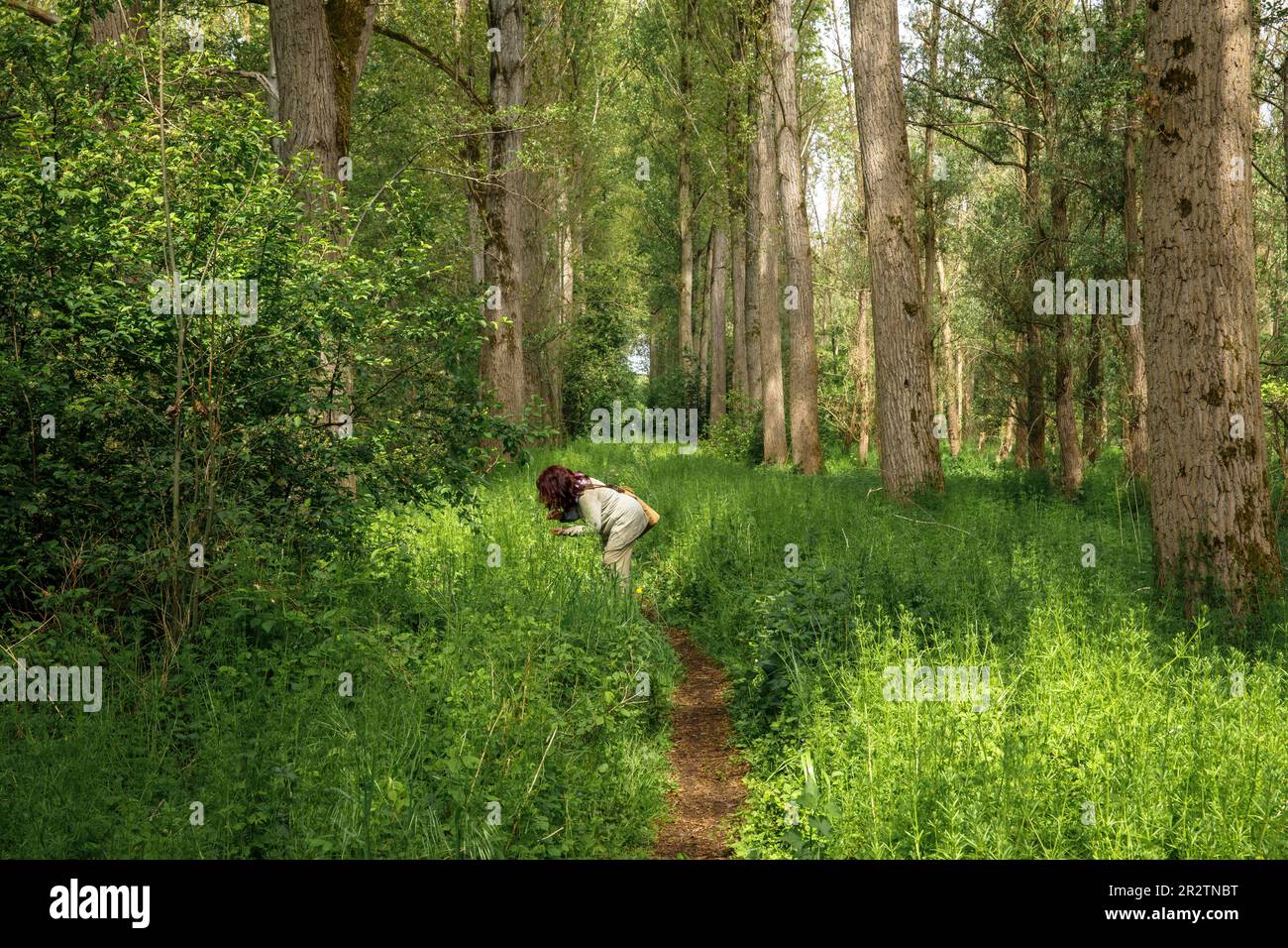 the Worringer Bruch, an 8000 year old silted up meander of the Rhine ...