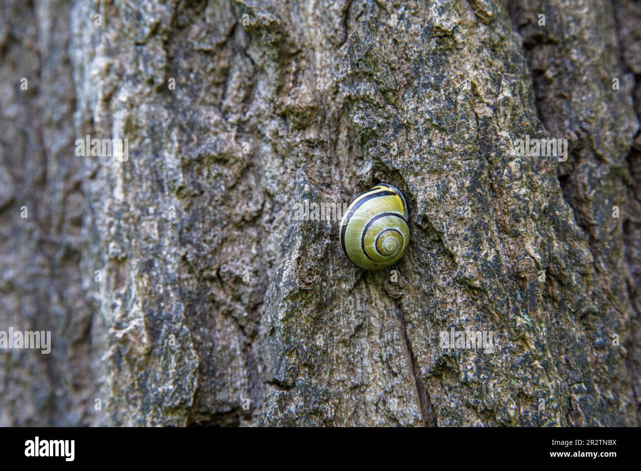 grove tree snail (black-mouthed tree snail) on tree bark in the ...