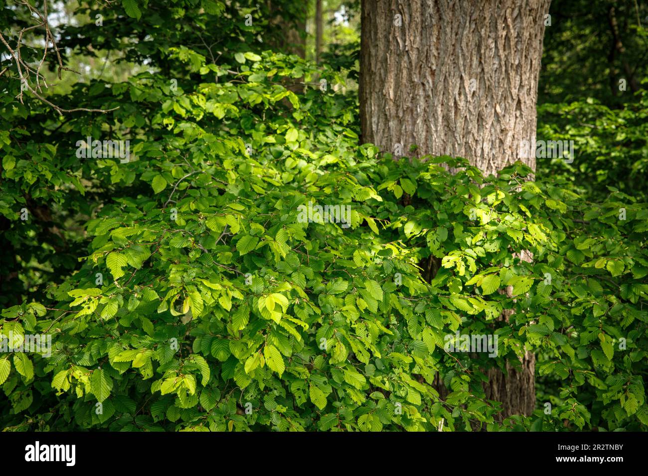 foliage of a beech tree, trunk of a poplar tree, the Worringer Bruch ...