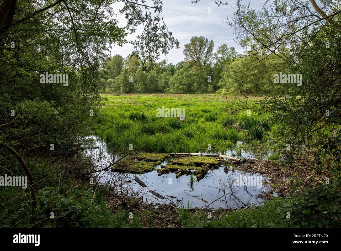 the Worringer Bruch, an 8000 year old silted up meander of the Rhine ...