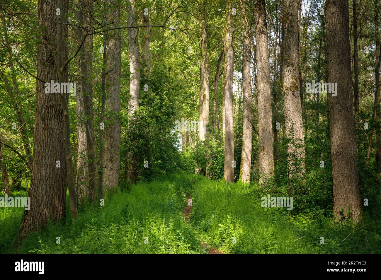the Worringer Bruch, an 8000 year old silted up meander of the Rhine ...