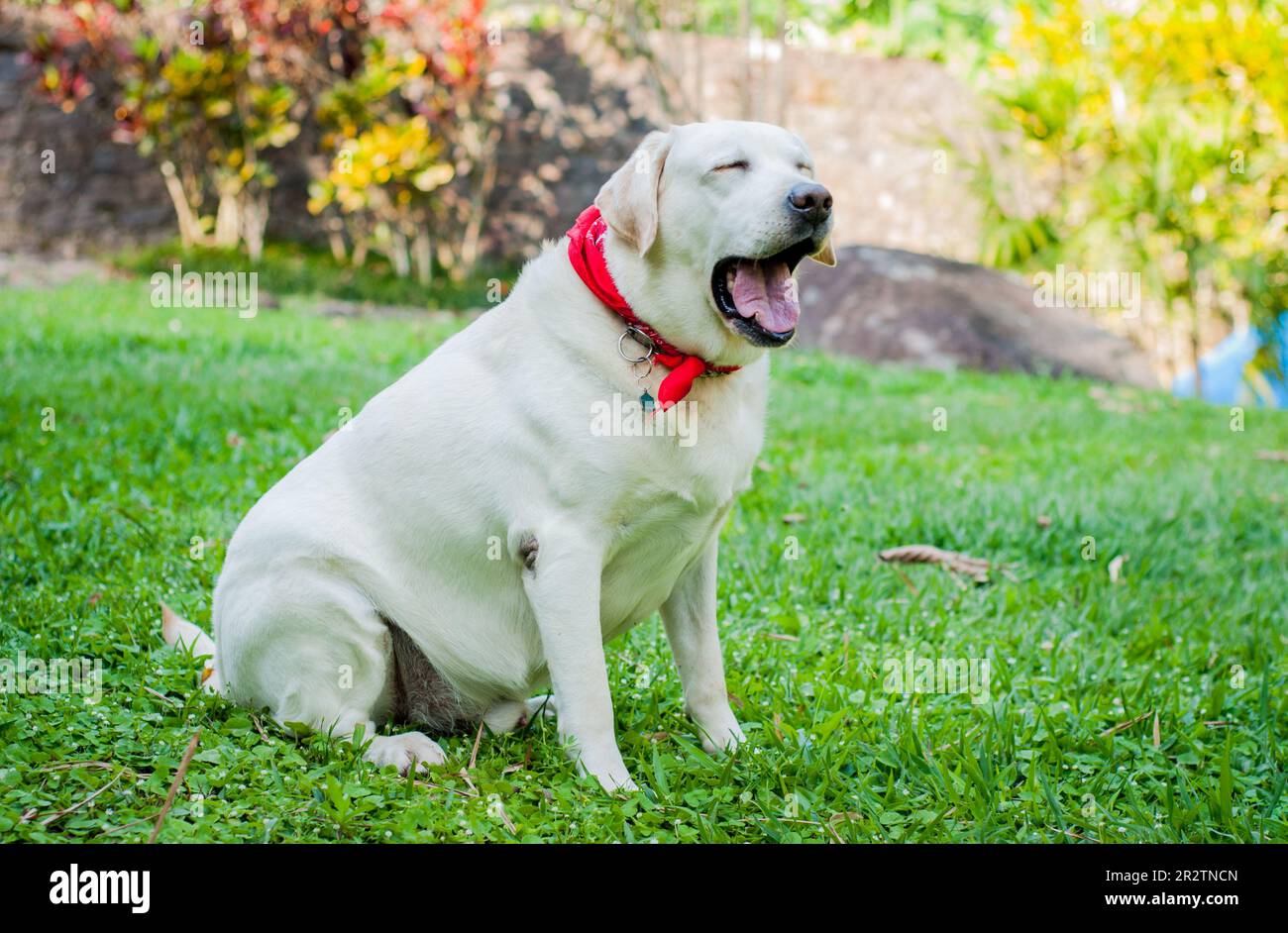 Portrait of Labrador breed dog. light colored labrador Stock Photo - Alamy