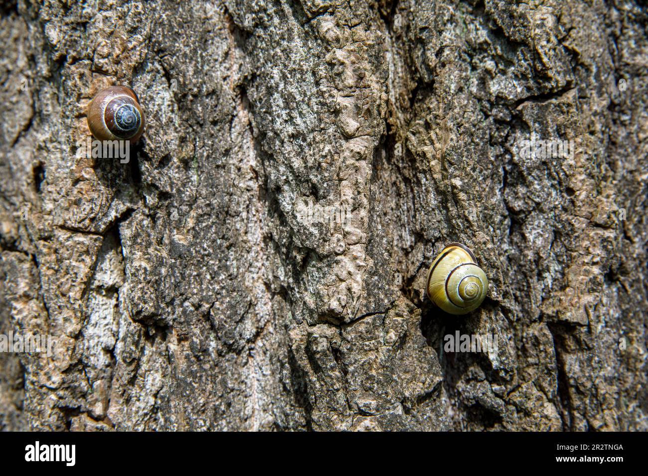 grove tree snails (black-mouthed tree snail) on tree bark in the ...