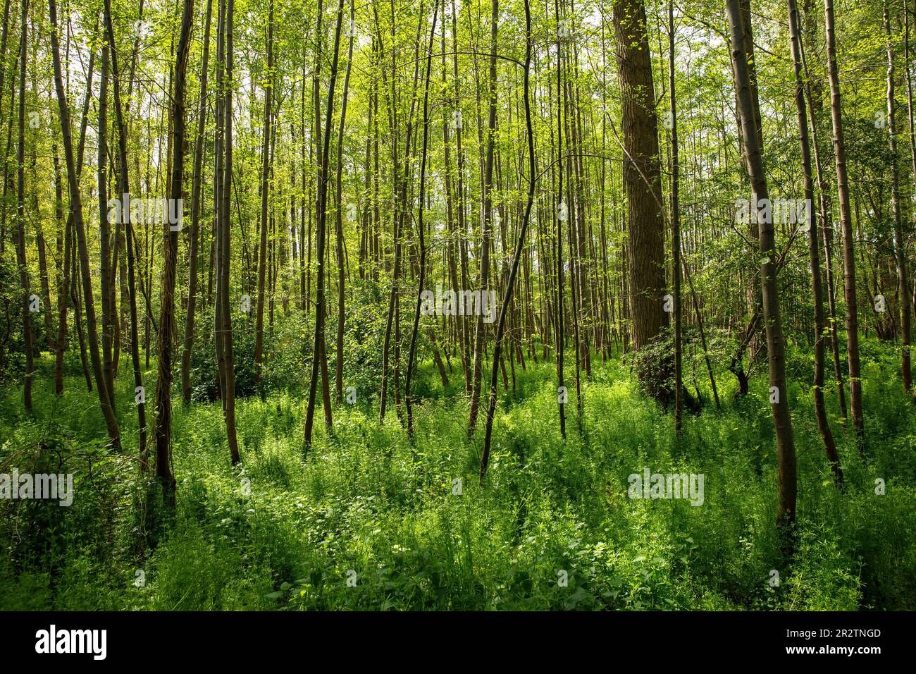 the Worringer Bruch, an 8000 year old silted up meander of the Rhine ...