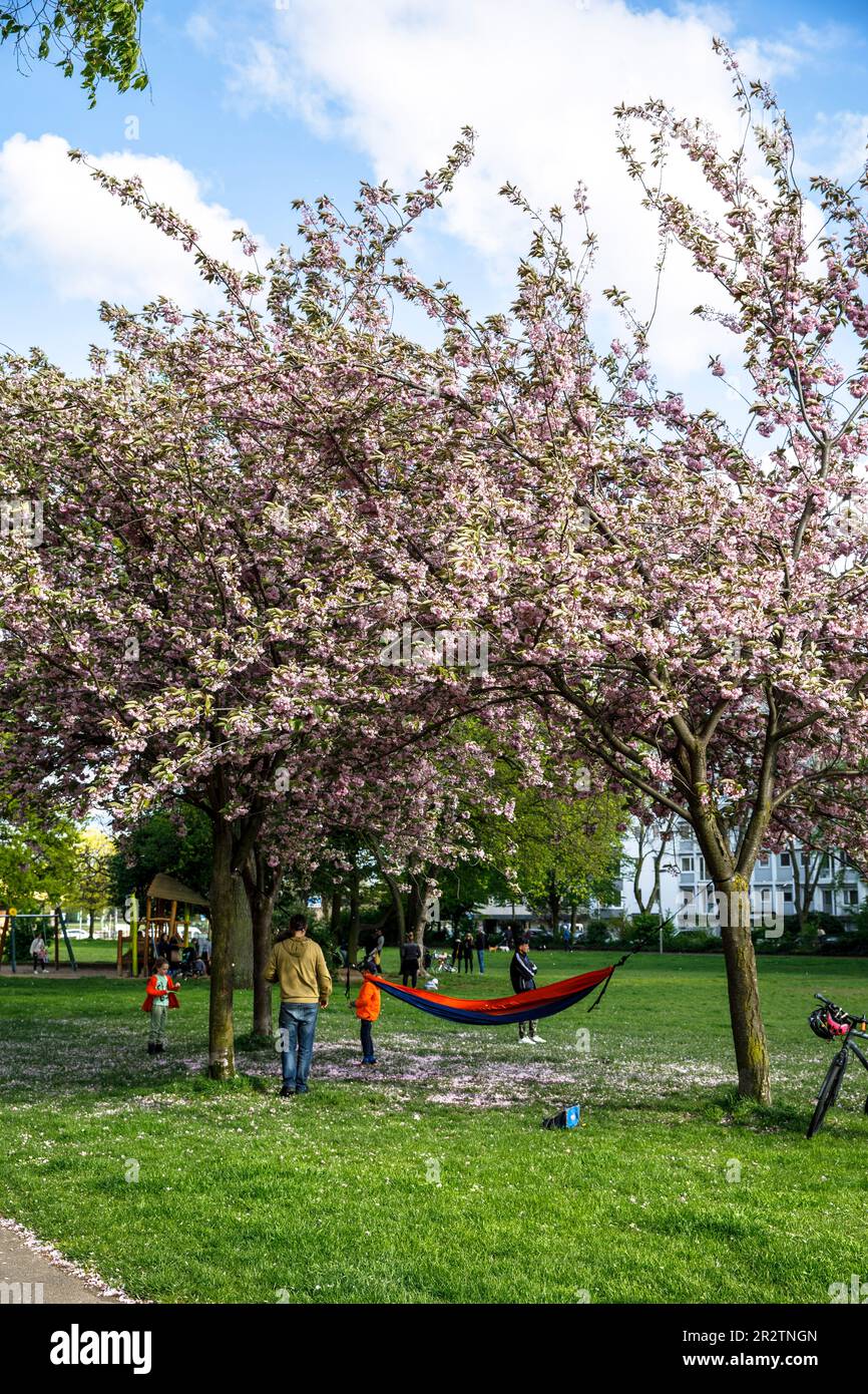 blooming cherry trees in the park on Theodor-Heuss-Ring, Cologne ...