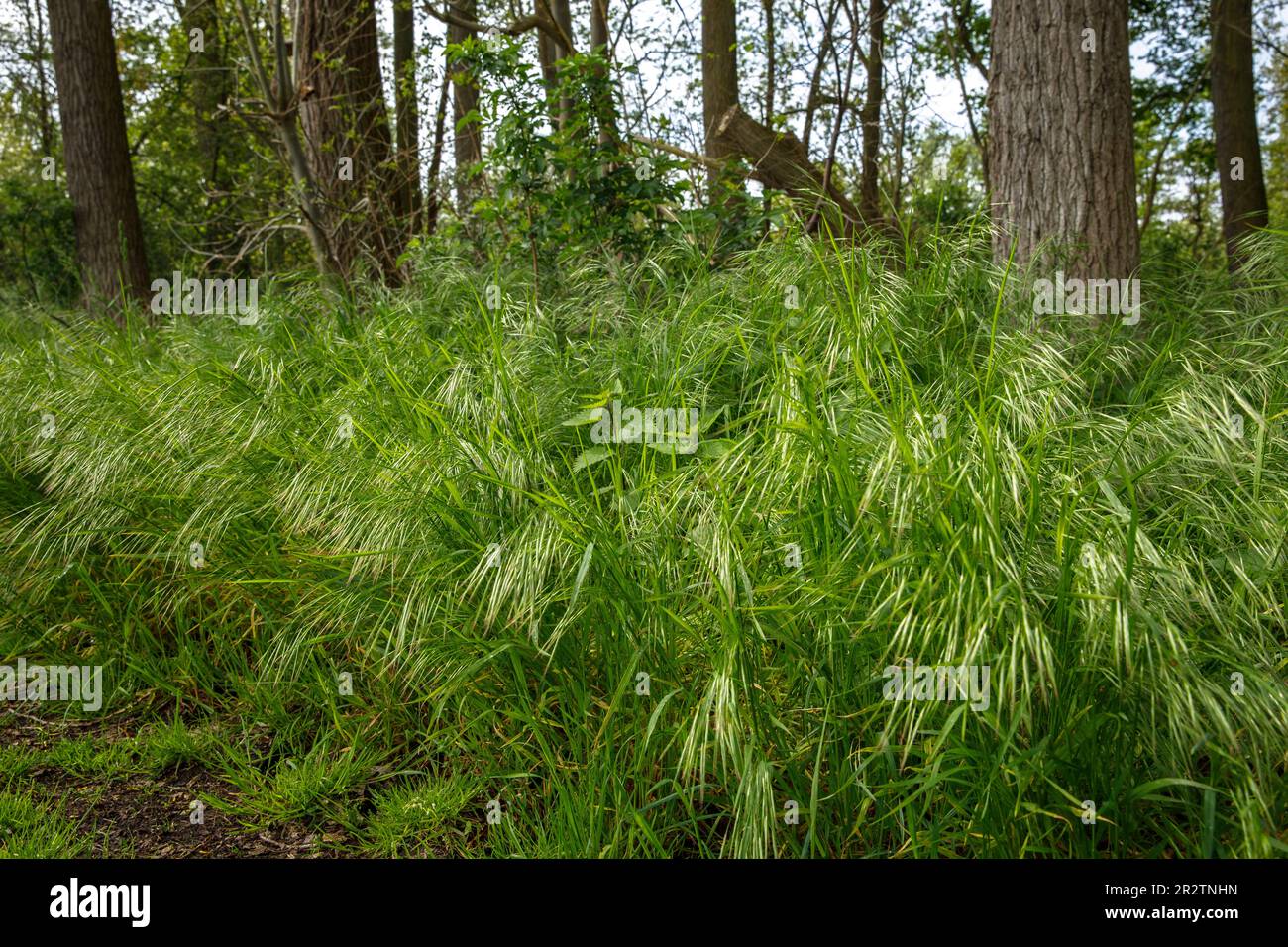 barren brome grass in the Worringer Bruch, an 8000 year old silted up ...