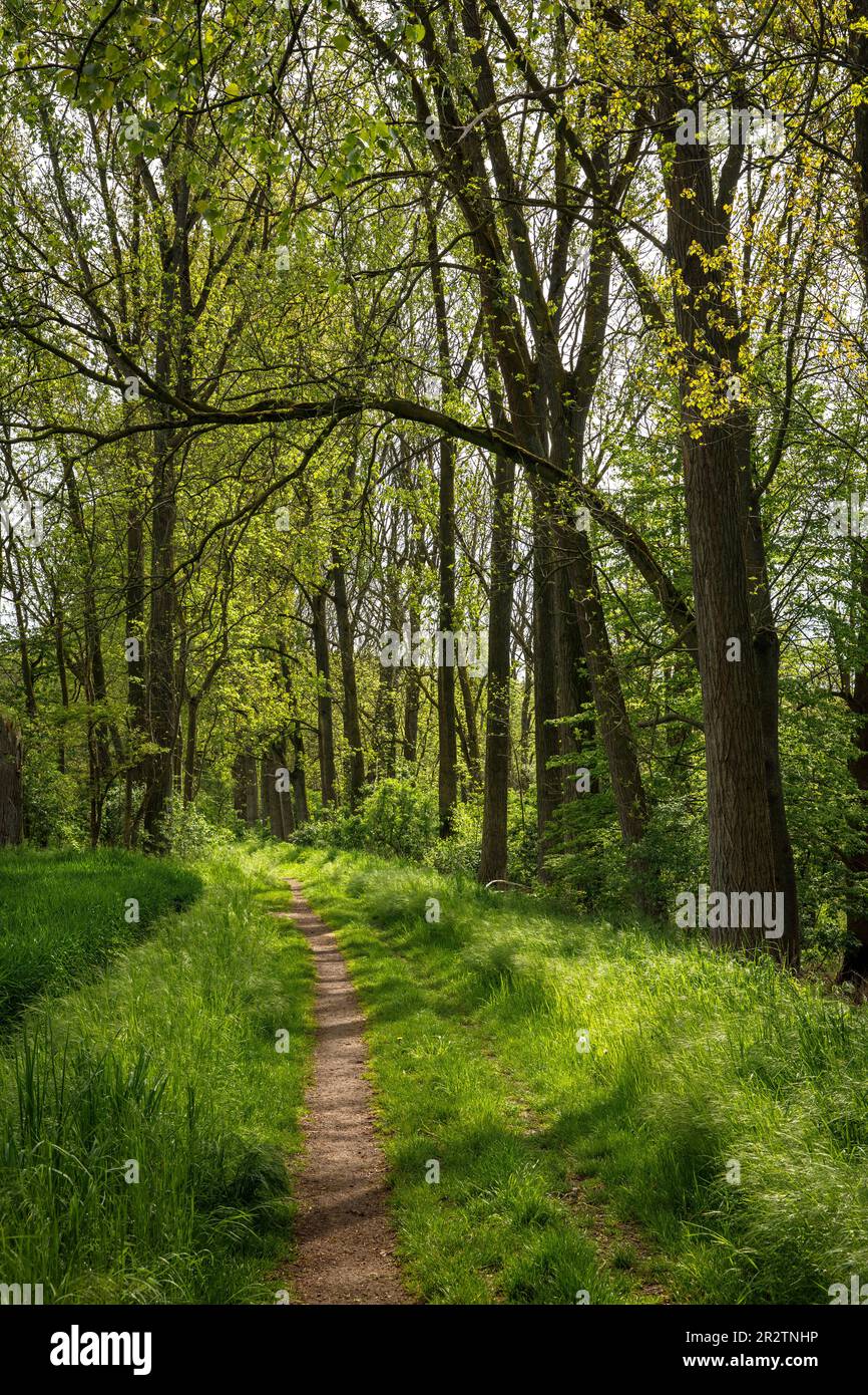 the Worringer Bruch, an 8000 year old silted up meander of the Rhine ...