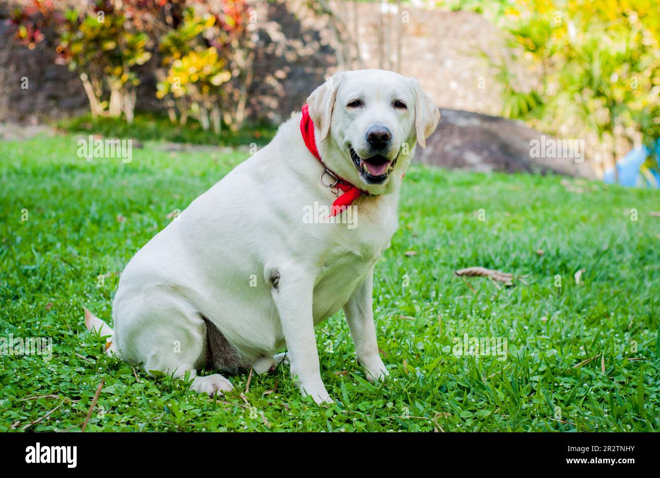 Portrait of Labrador breed dog. light colored labrador Stock Photo - Alamy