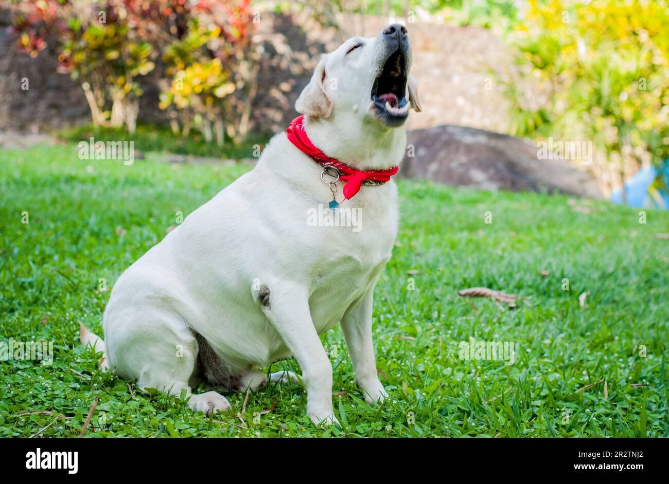 Portrait of Labrador breed dog. light colored labrador Stock Photo - Alamy