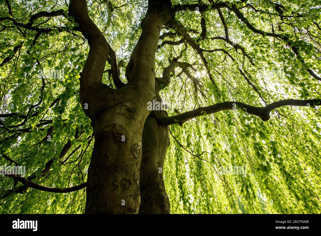 weeping beech (Fagus sylvatica f. pendula) in the Rhine Park in the ...