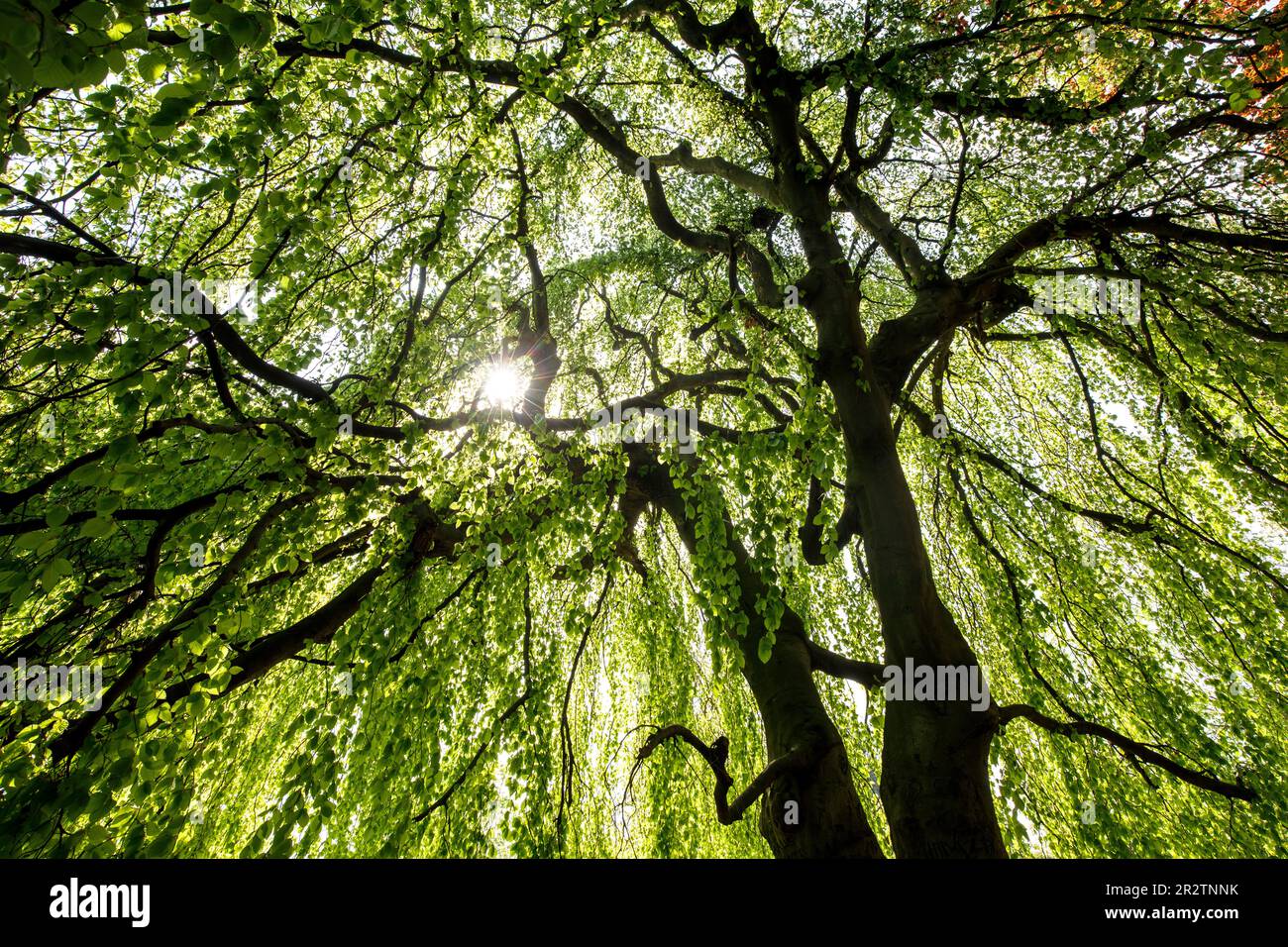 weeping beech (Fagus sylvatica f. pendula) in the Rhine Park in the ...
