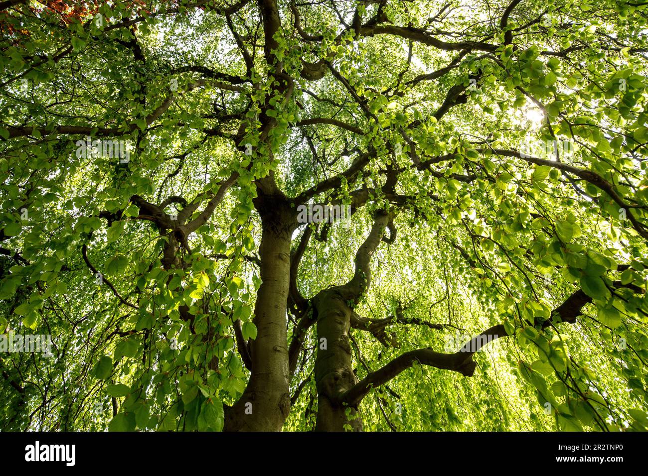 weeping beech (Fagus sylvatica f. pendula) in the Rhine Park in the ...