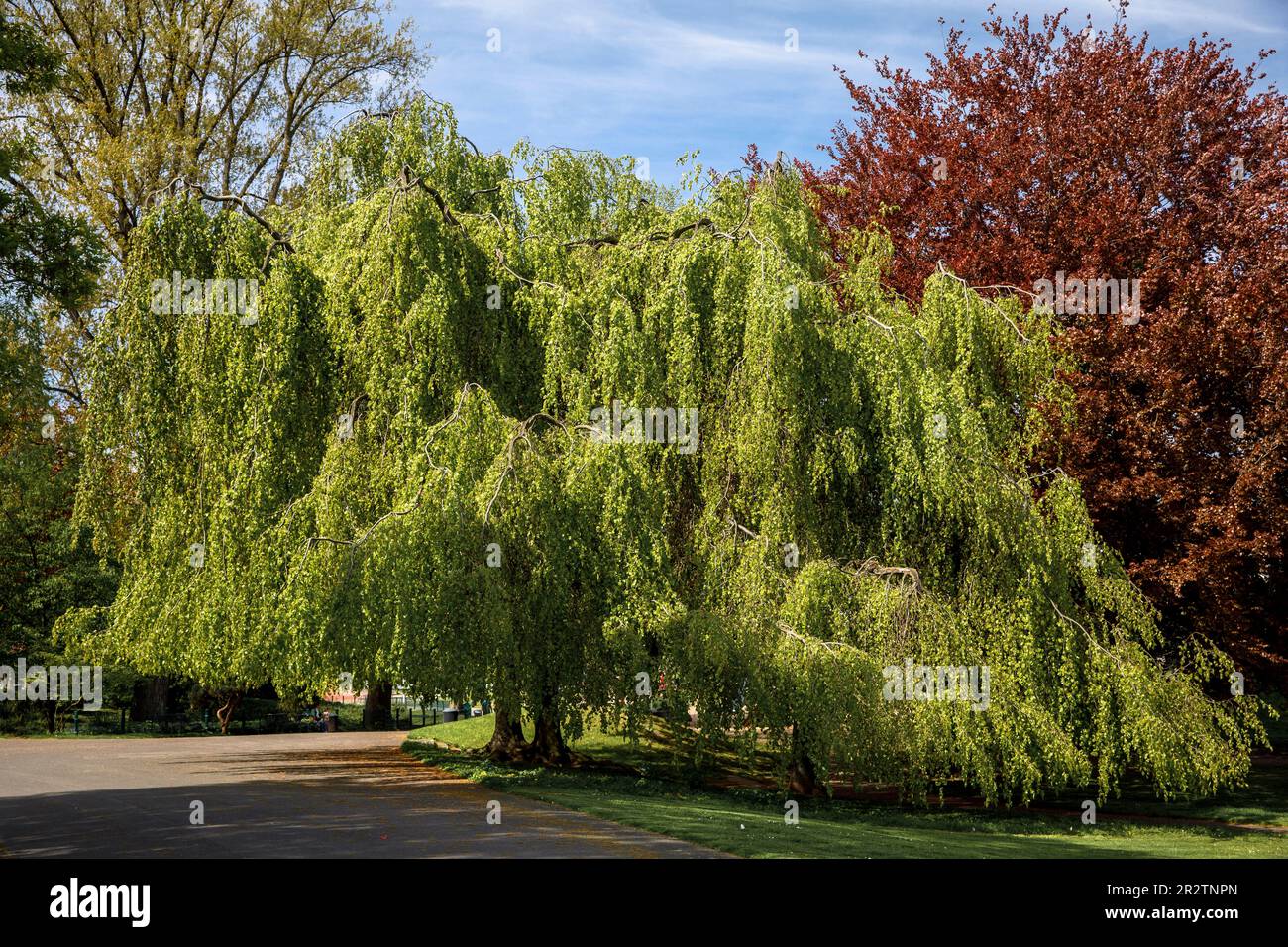 weeping beech (Fagus sylvatica f. pendula) in the Rhine Park in the ...