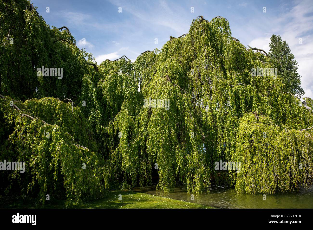 weeping beech (Fagus sylvatica f. pendula) in the Rhine Park in the ...