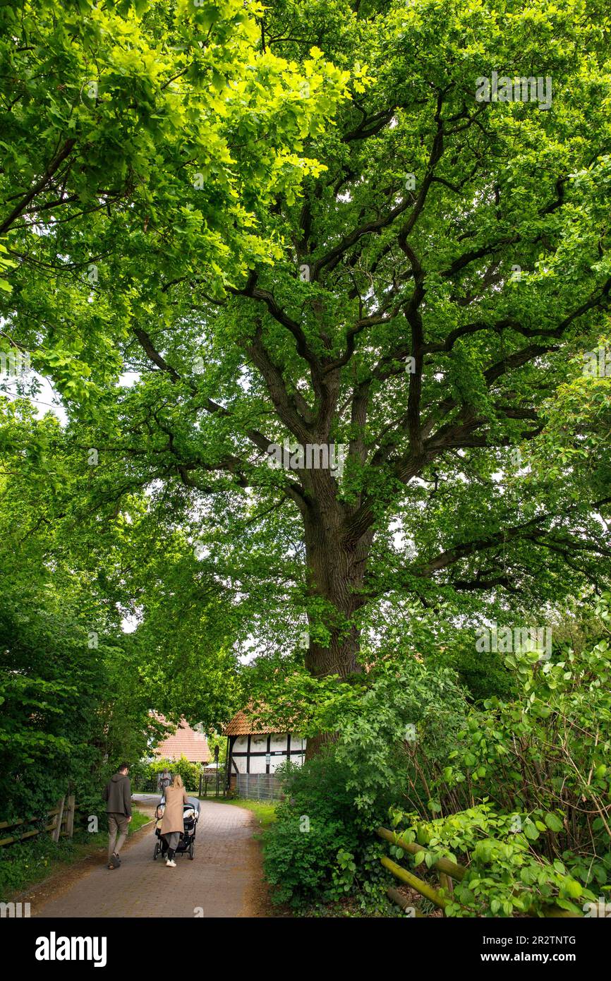 large old oak tree in Fischerhude, Germany. grosse alte Eiche in ...