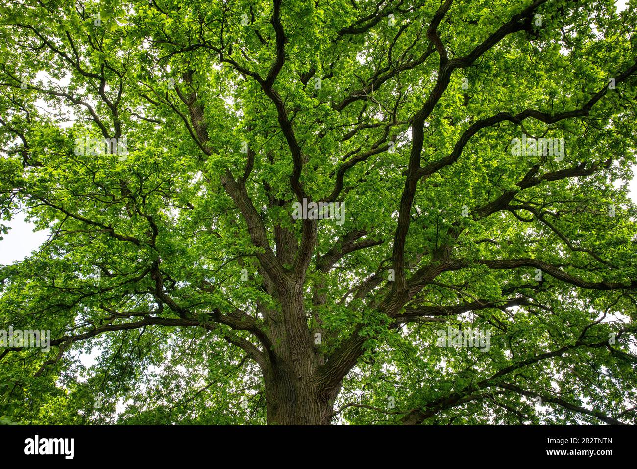 large old oak tree in Fischerhude, Germany. grosse alte Eiche in ...