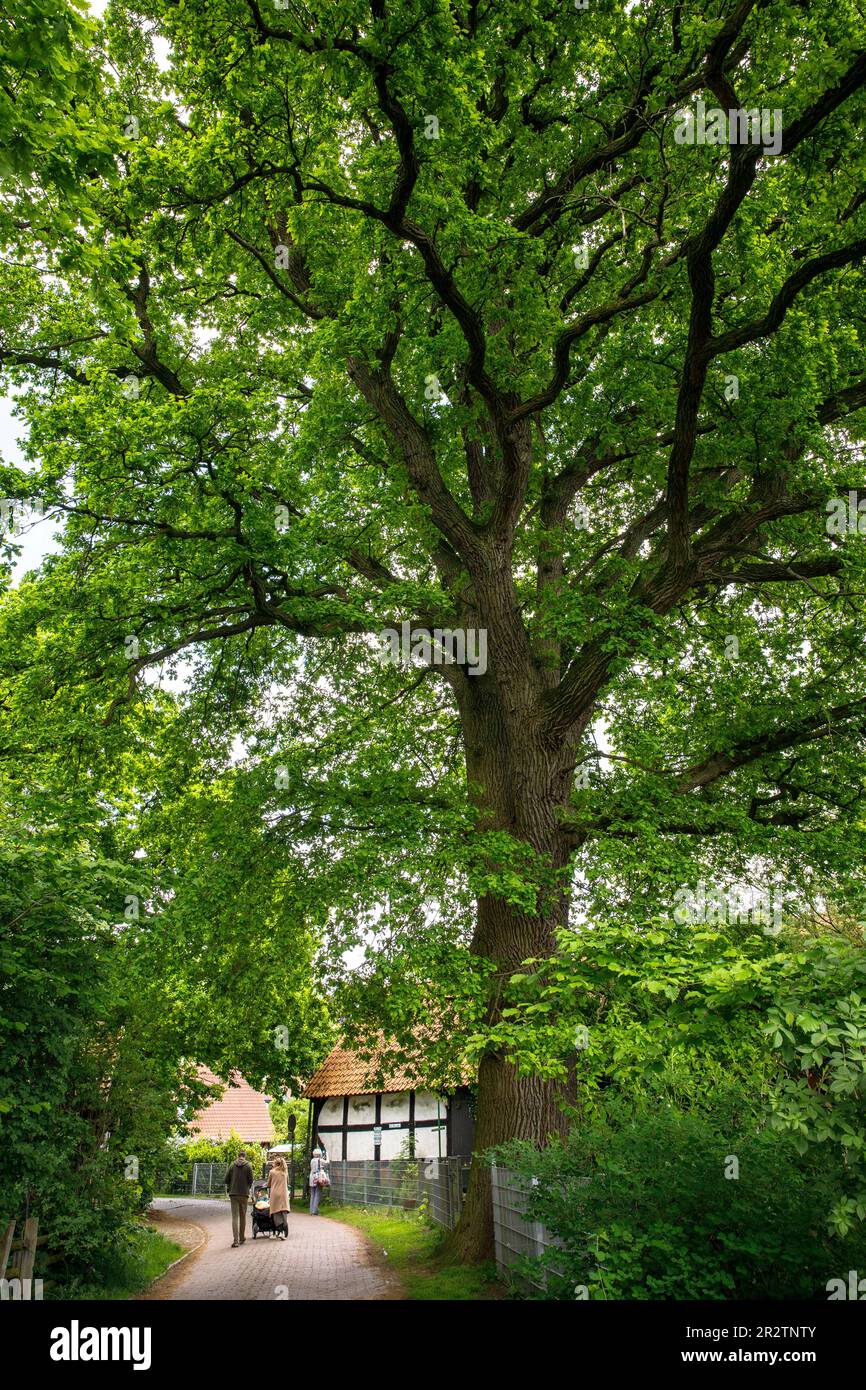 large old oak tree in Fischerhude, Germany. grosse alte Eiche in ...